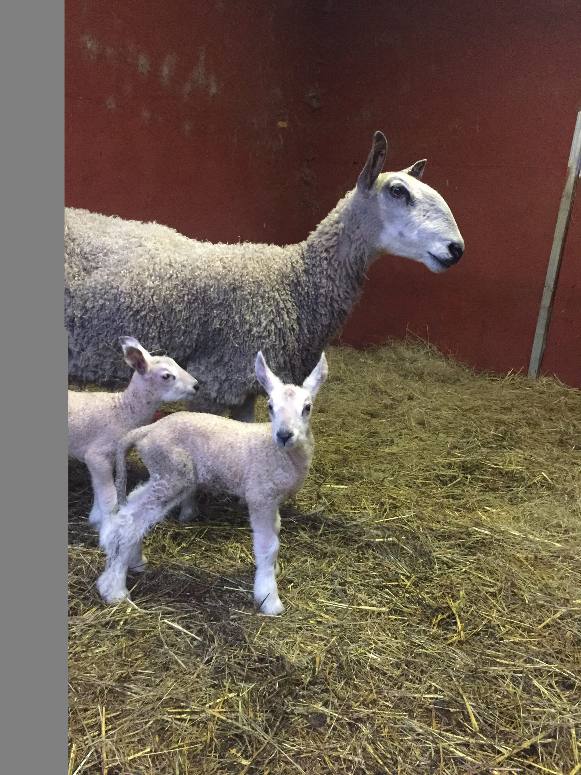 Sheep Breed Profile: Bluefaced Leicester - Countryside